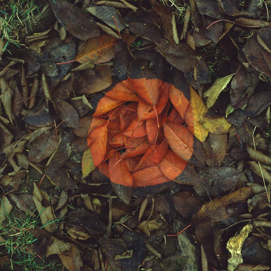 Andy Goldsworthy, l'artiste et la nature | Paris Global Forum
